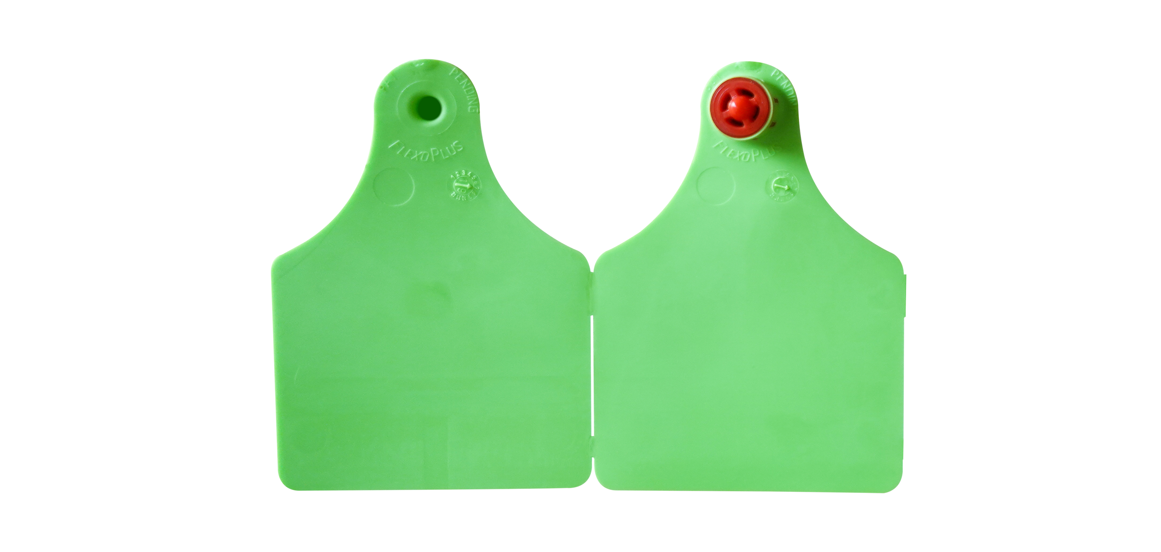 Caisley Large Management Tag - Green